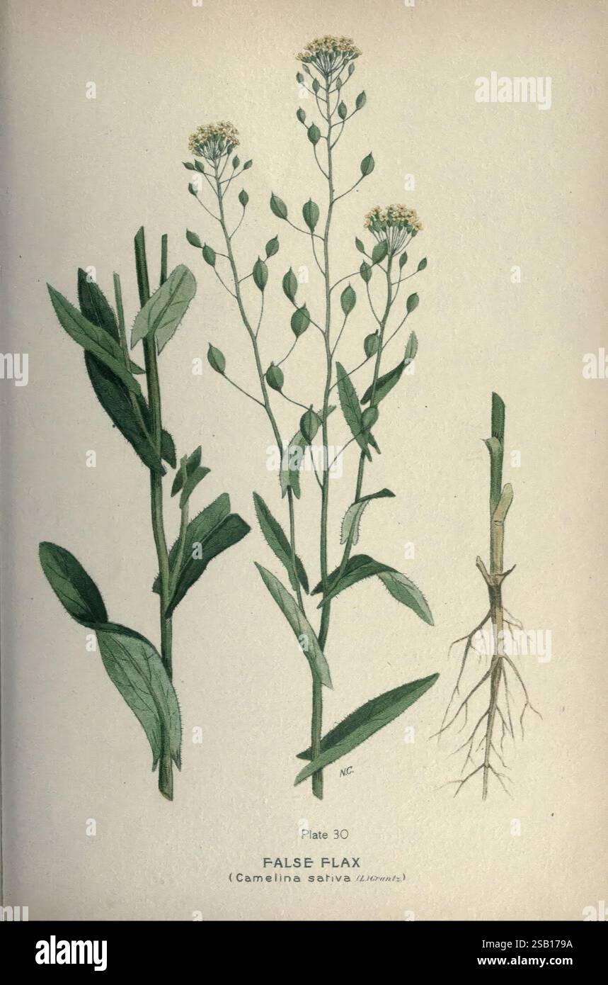 Farm, weeds, of, Canada, Ottawa, Dept. of Agriculture, 1923, botany ...