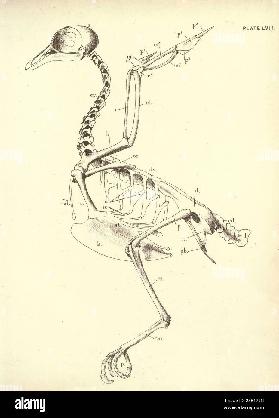 Illustrations of zoology: invertebrates, vertebrates Edinburgh Y. J ...