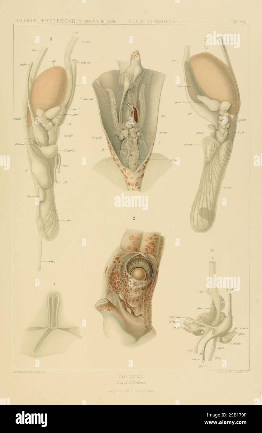 Muscular system atlas hi-res stock photography and images - Alamy