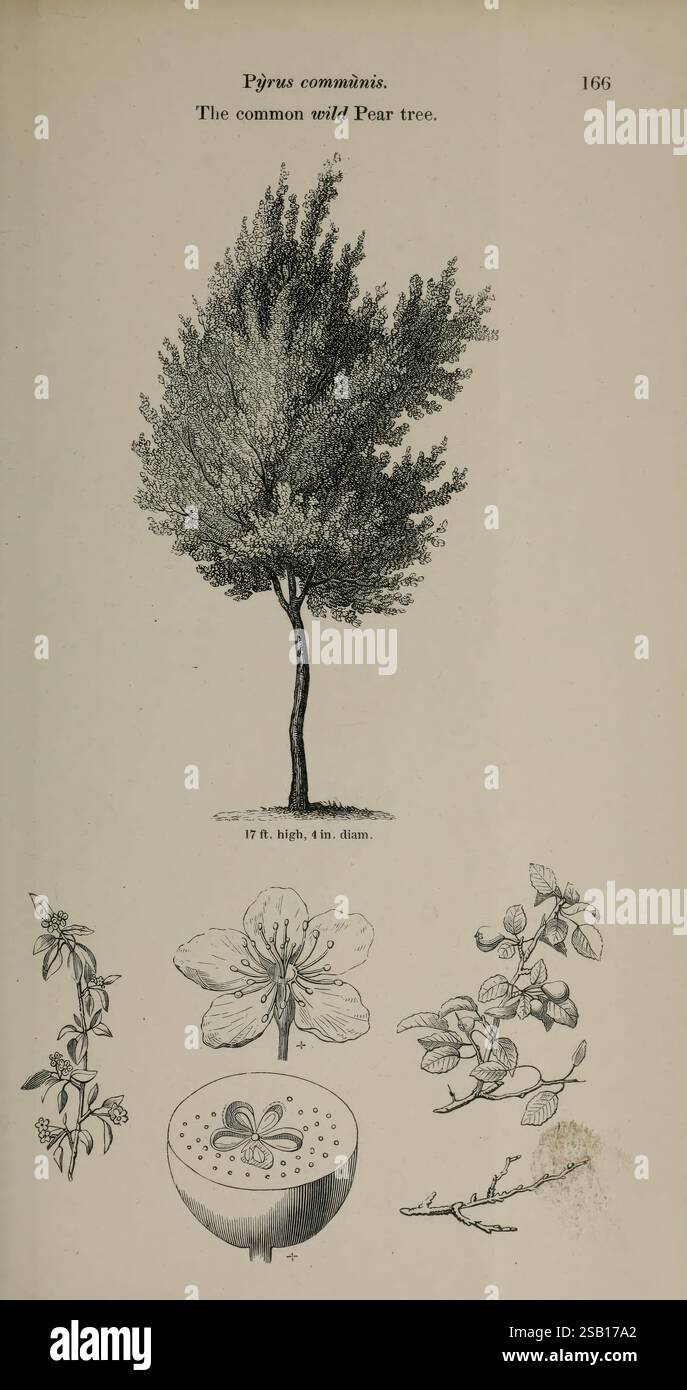 Arboretum et fruticetum britannicum, or London, J.C. Loudon, 1844 ...