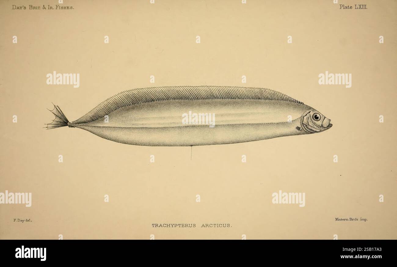 The fishes of Great Britain and Ireland, Edinburgh, 1880-1884, Great ...