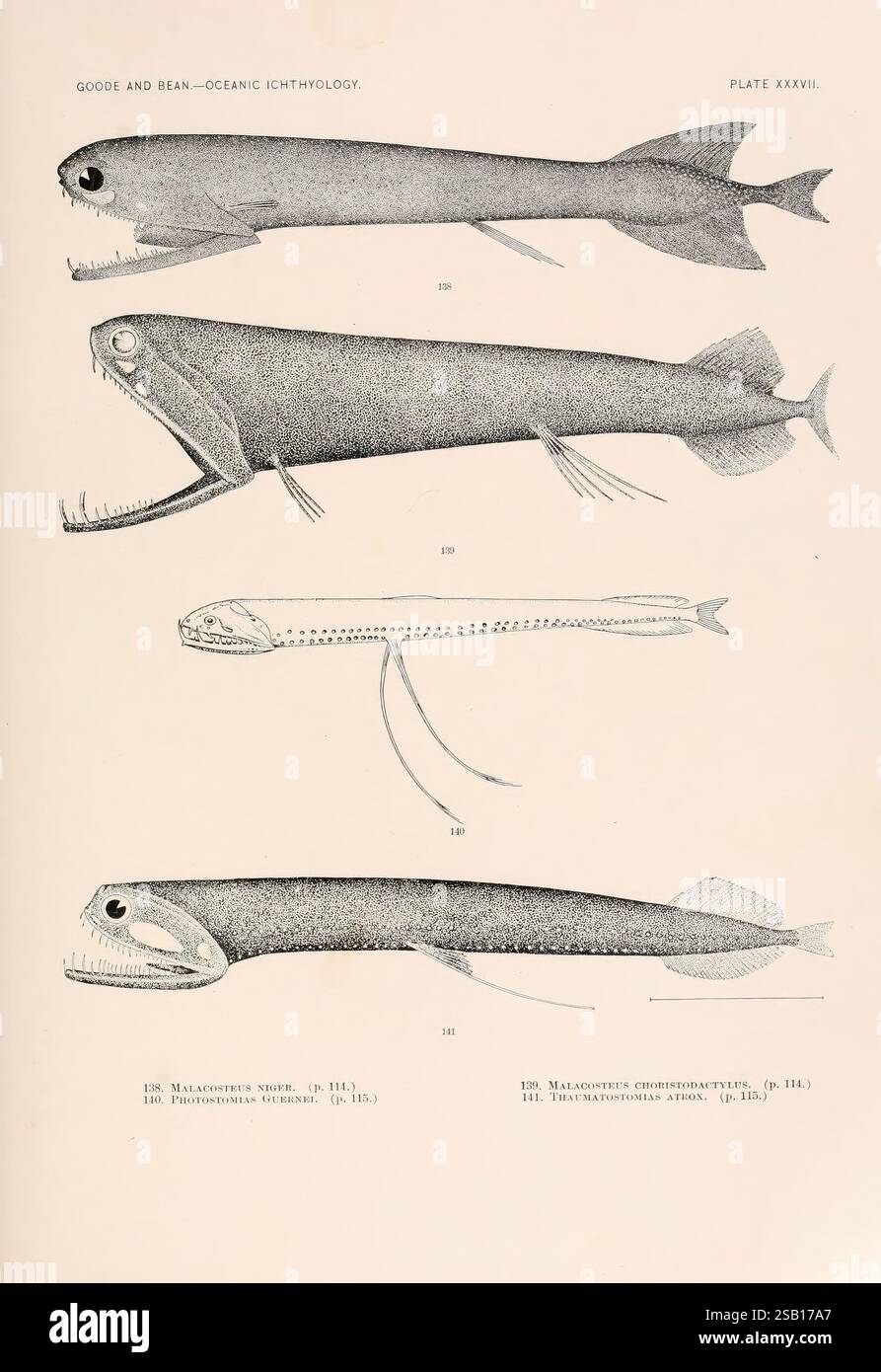 Oceanic Ichthyology v.22 Atlas Cambridge U.S.A. Printed for the Museum ...