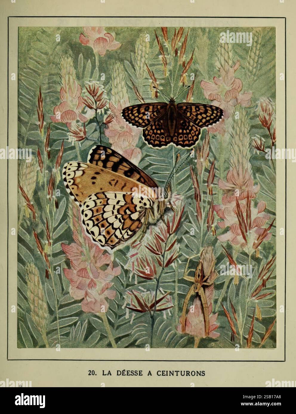 Scene depicts two beautifully illustrated butterflies amidst hi-res ...