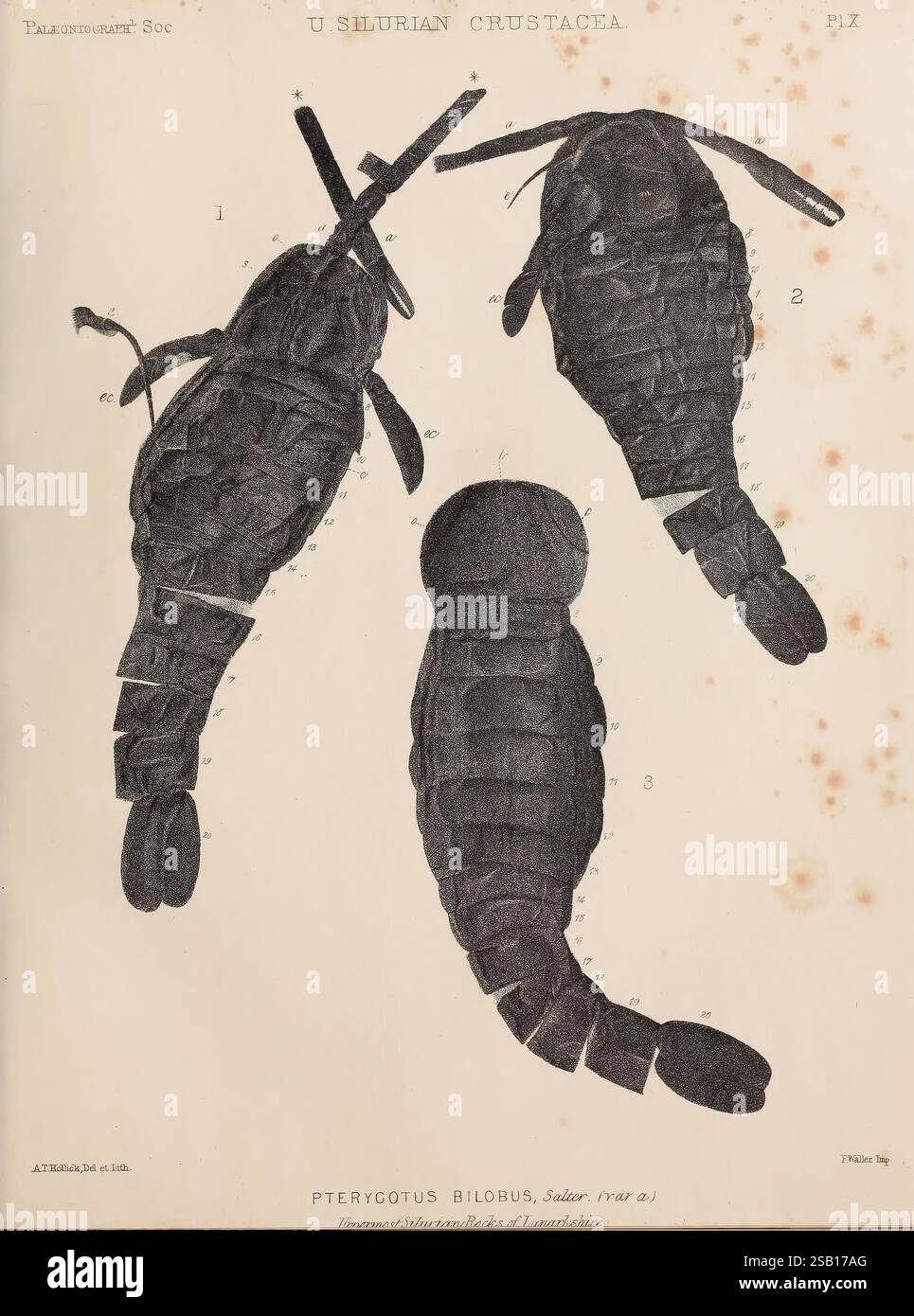 Silurian crustacean species hi-res stock photography and images - Alamy