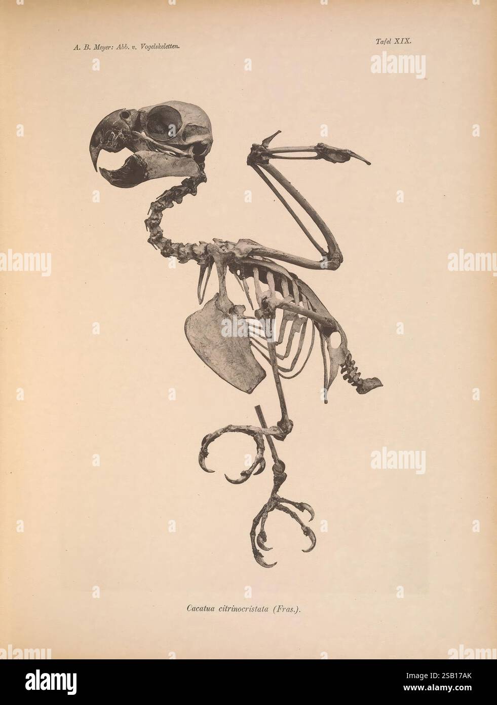 1879 1897 birds anatomy hi-res stock photography and images - Alamy