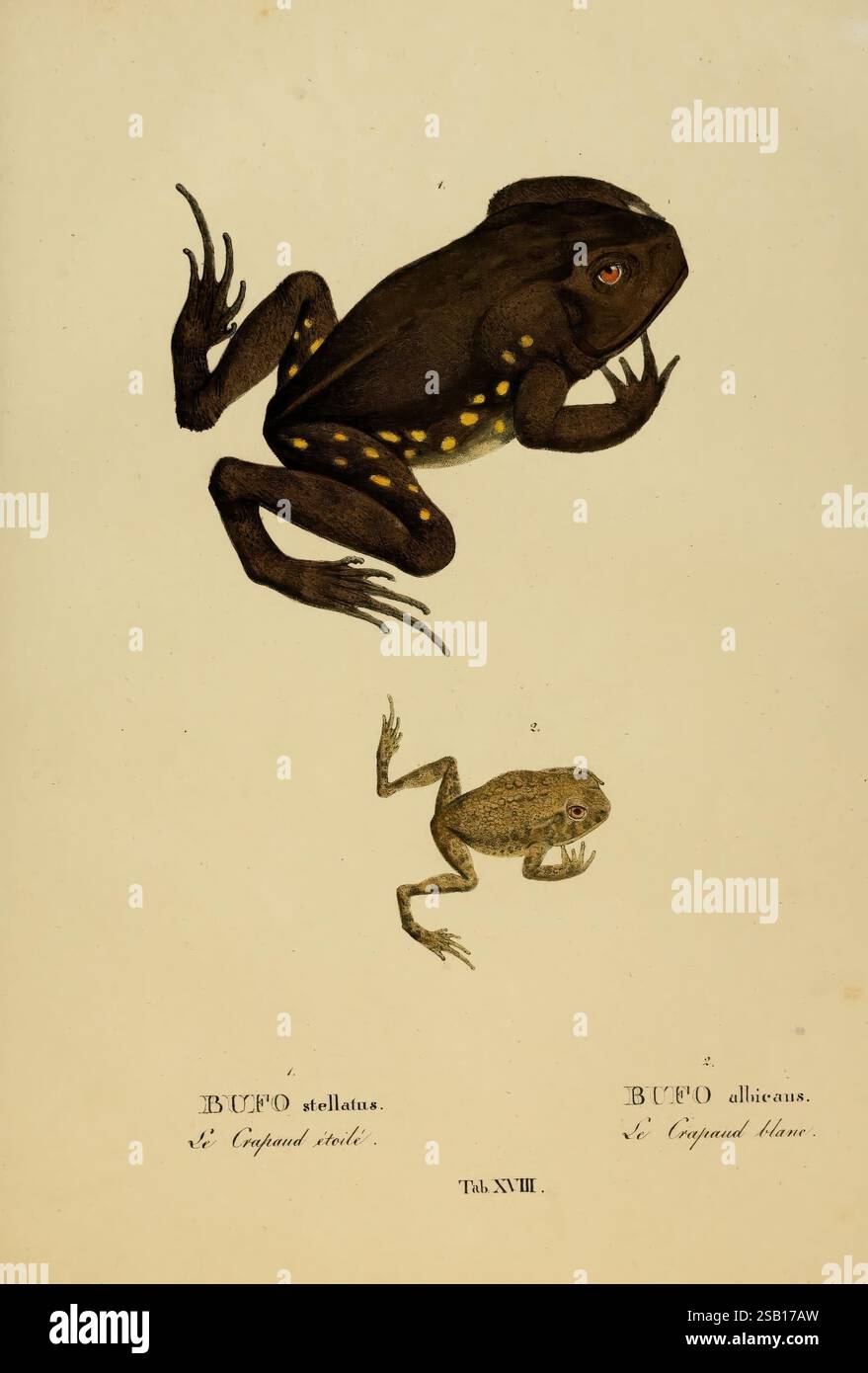 Animalia Nova Sive Species Novae Testudinum Et Ranarum Monachii F.S ...