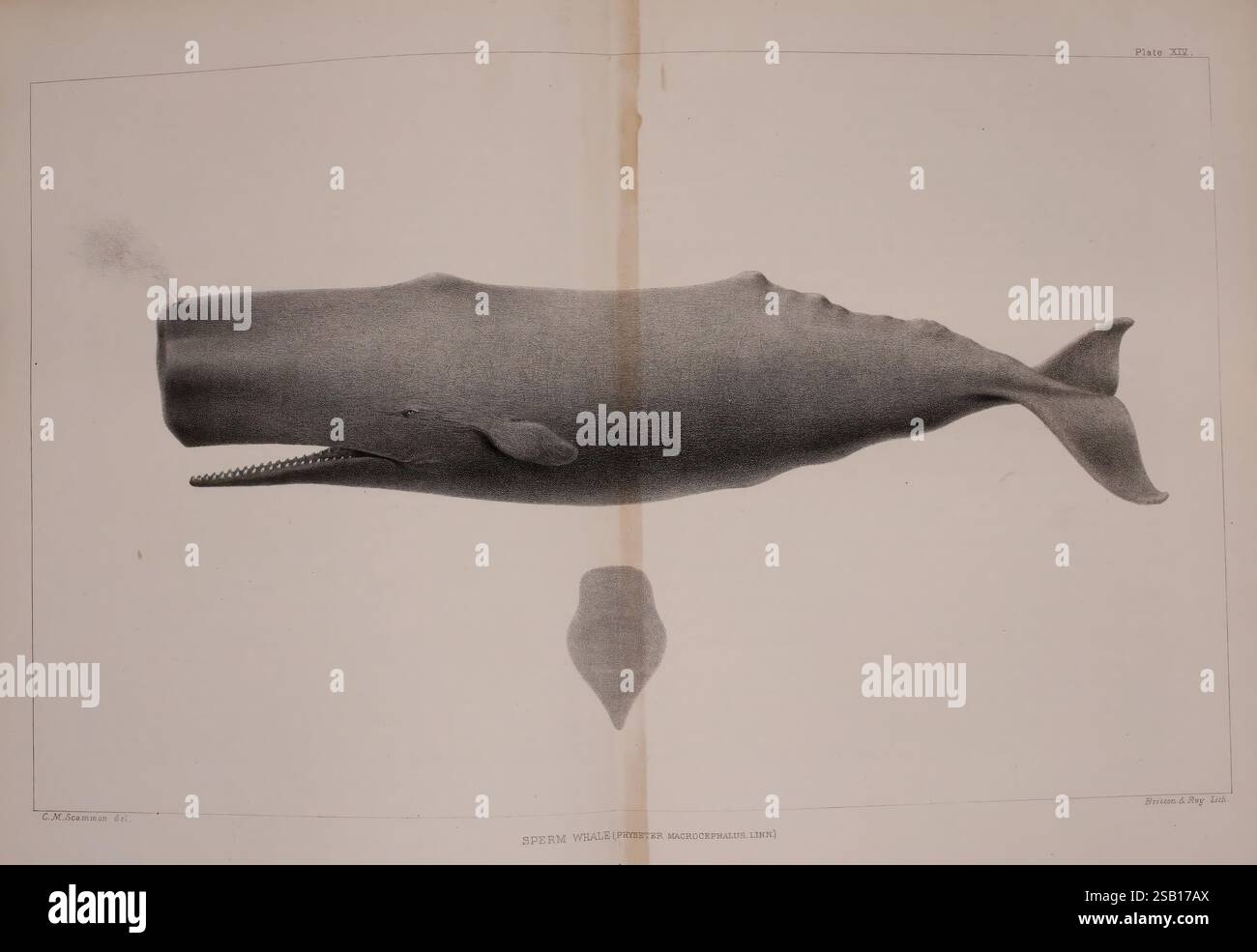 The marine mammals of the north-western coast of North America, New ...