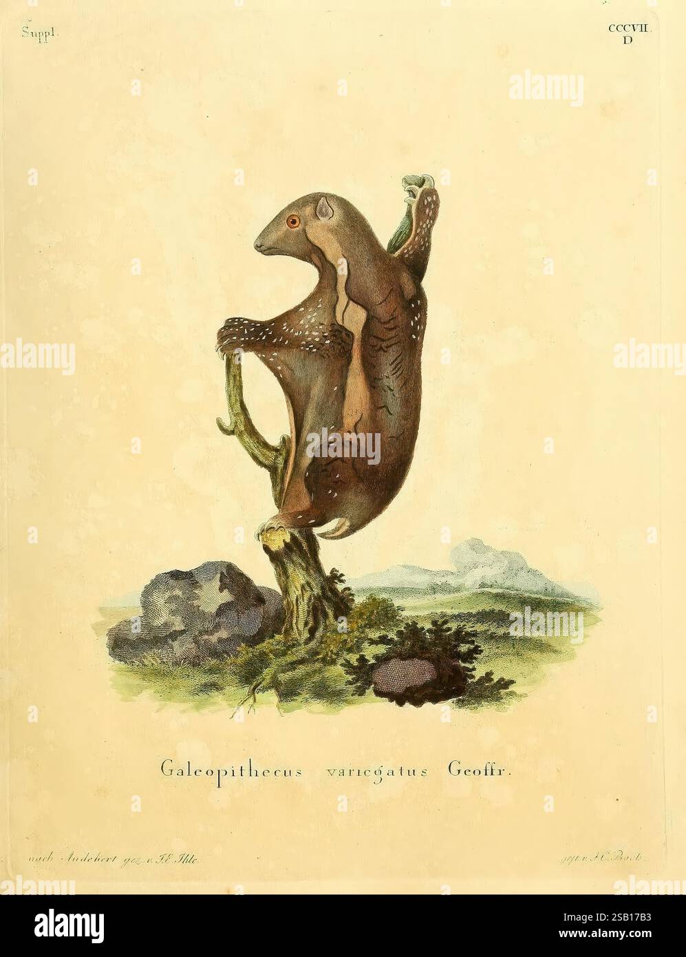 Galeopithecus variegatus hi-res stock photography and images - Alamy