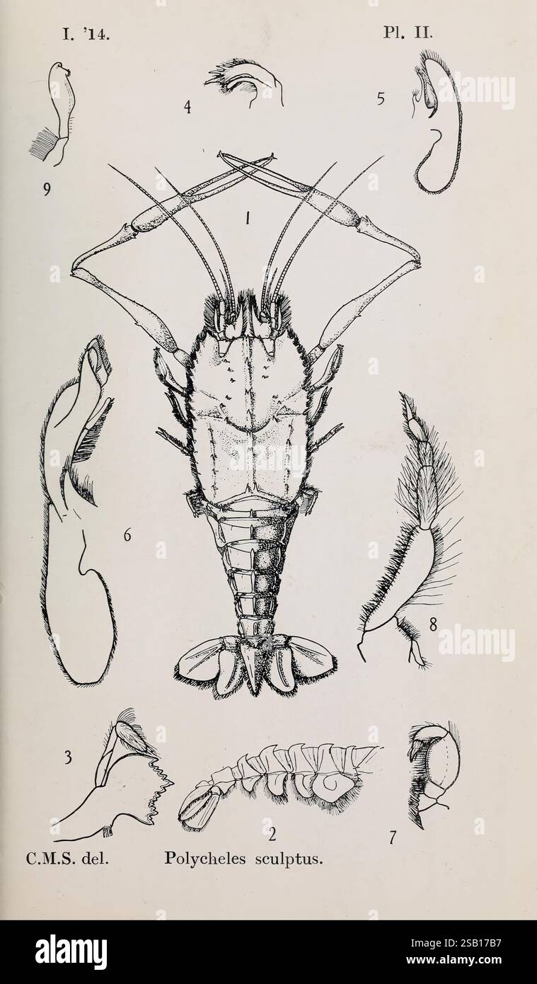 Lobsters sensory organs hi-res stock photography and images - Alamy