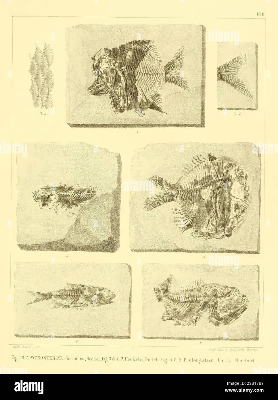 Top section highlights two individual fish fossils hi-res stock ...