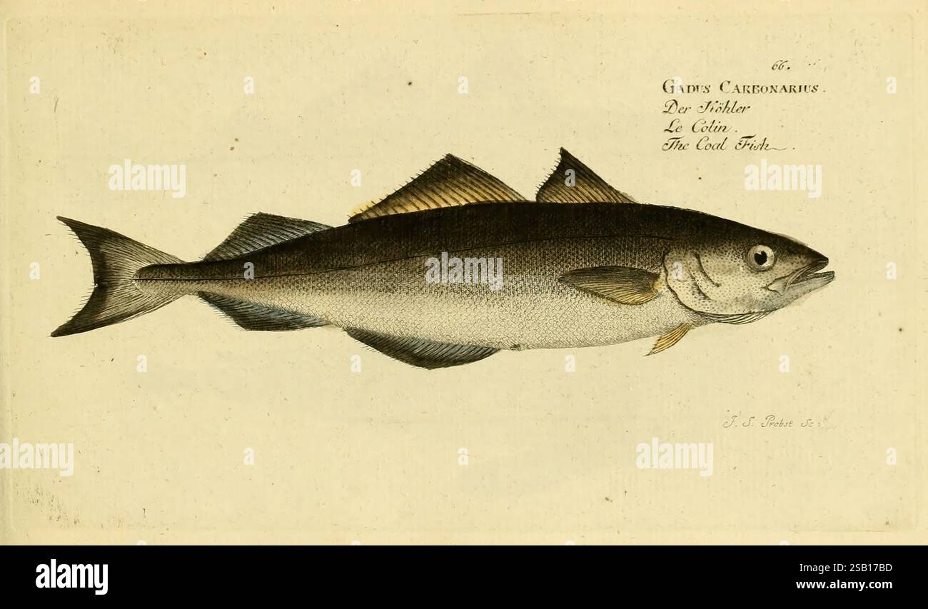 Ichthyologie ou Histoire naturelle des poissons, Berlin, Chez l'auteur ...