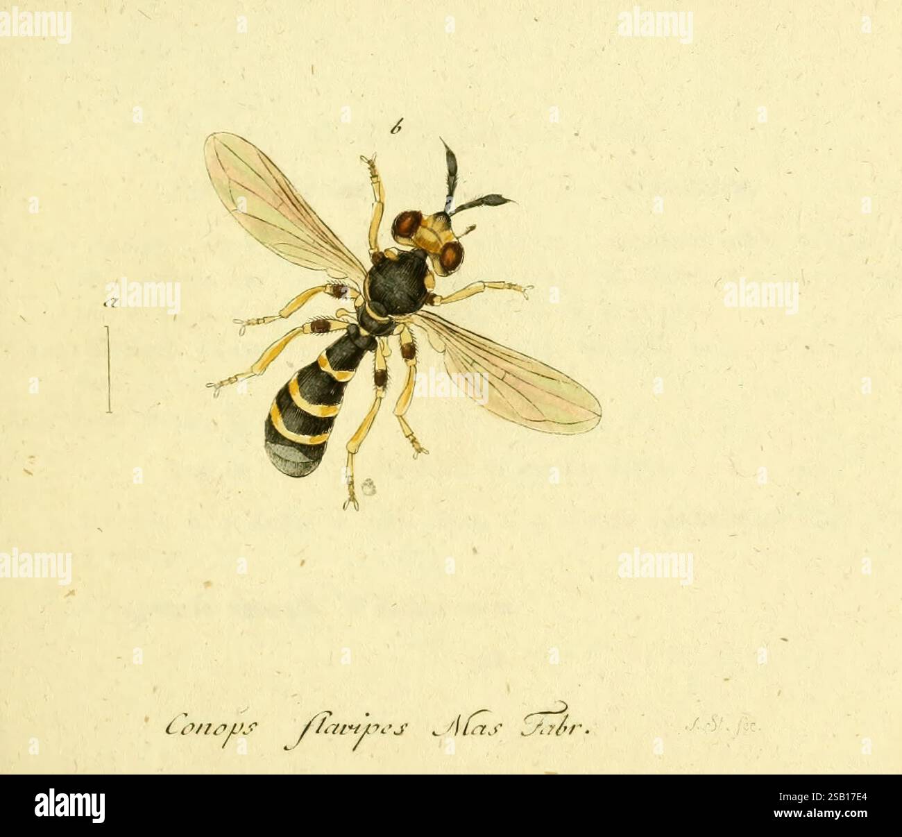 Fauna Germanica, Diptera, Nuremberg?, s.n, between 1793 and 1805 ...