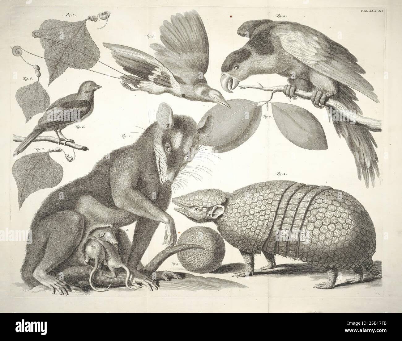 Armored creature resembling hi-res stock photography and images - Alamy