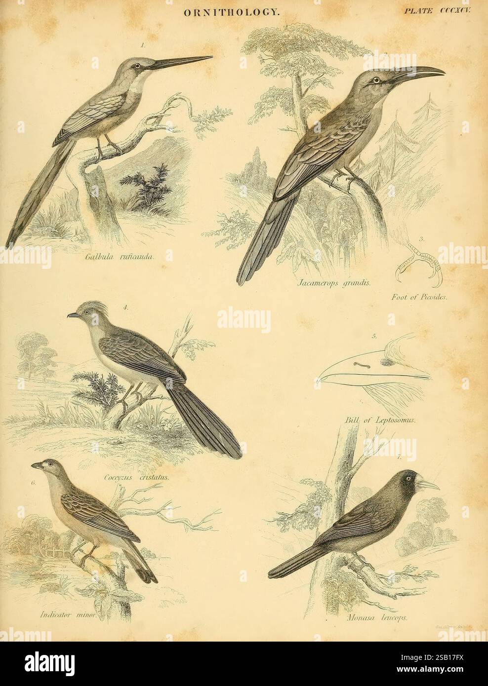 An Introduction To The Natural History Of Birds, Dublin, Adam And ...