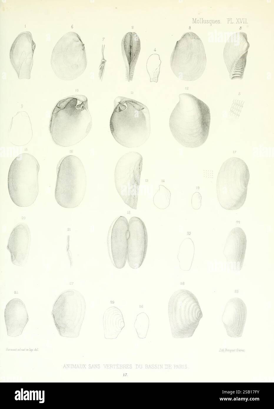Different types of bivalves hi-res stock photography and images - Alamy