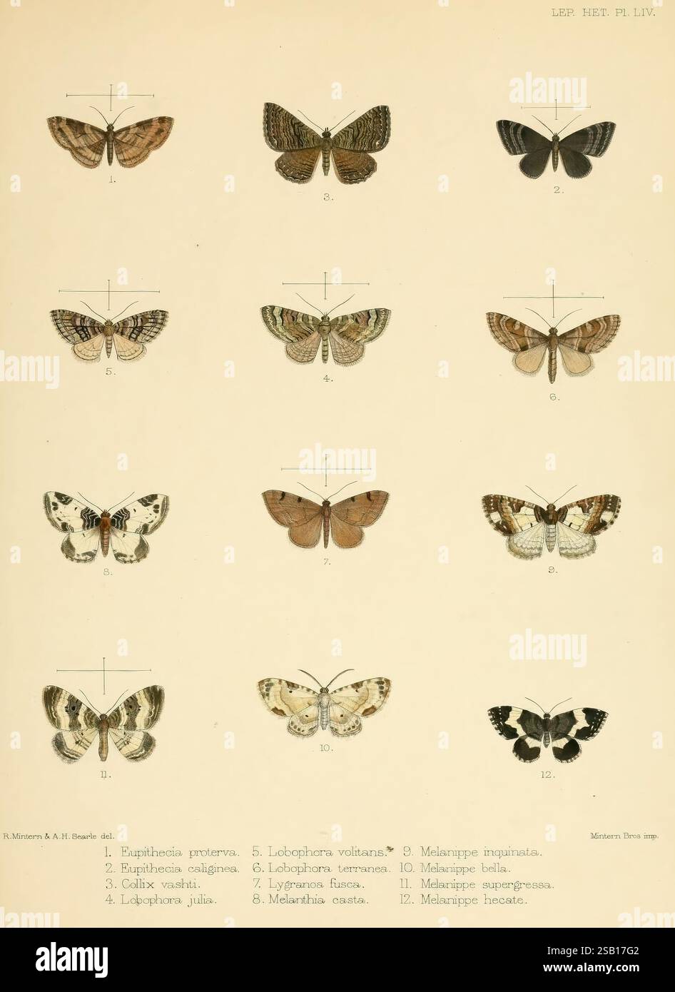 Illustrations, of, typical, specimens, of, Lepidoptera, Heterocera, in ...