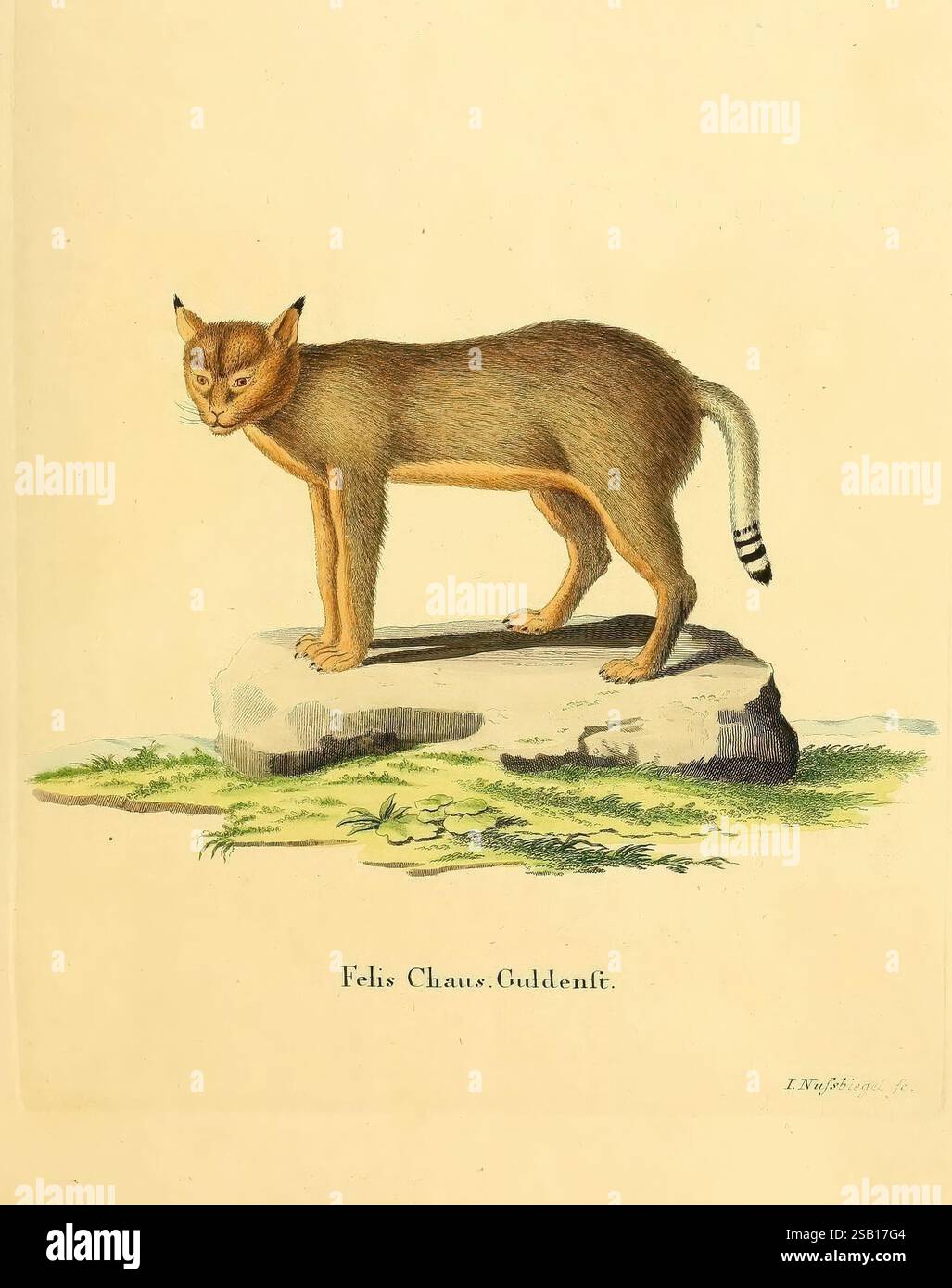 Species felis chaus hi-res stock photography and images - Alamy