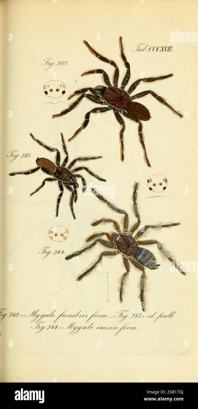Die Arachniden, Nürnberg, In der C. H. Zeh'schen Buchhandlung, 1831-1848, Arachnida, The ...