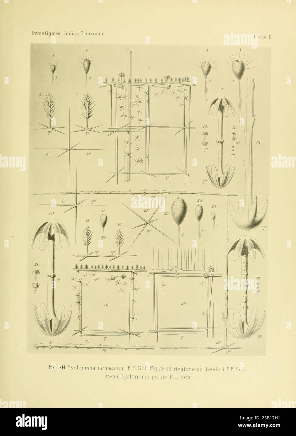 Hyalonema species hi-res stock photography and images - Alamy