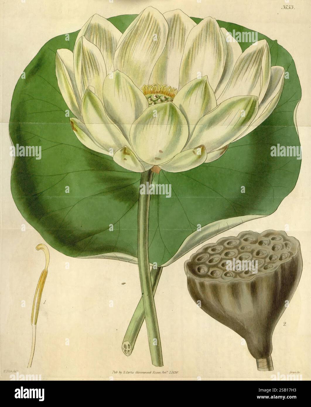 Detailed stage backdrop depicting hi-res stock photography and images ...