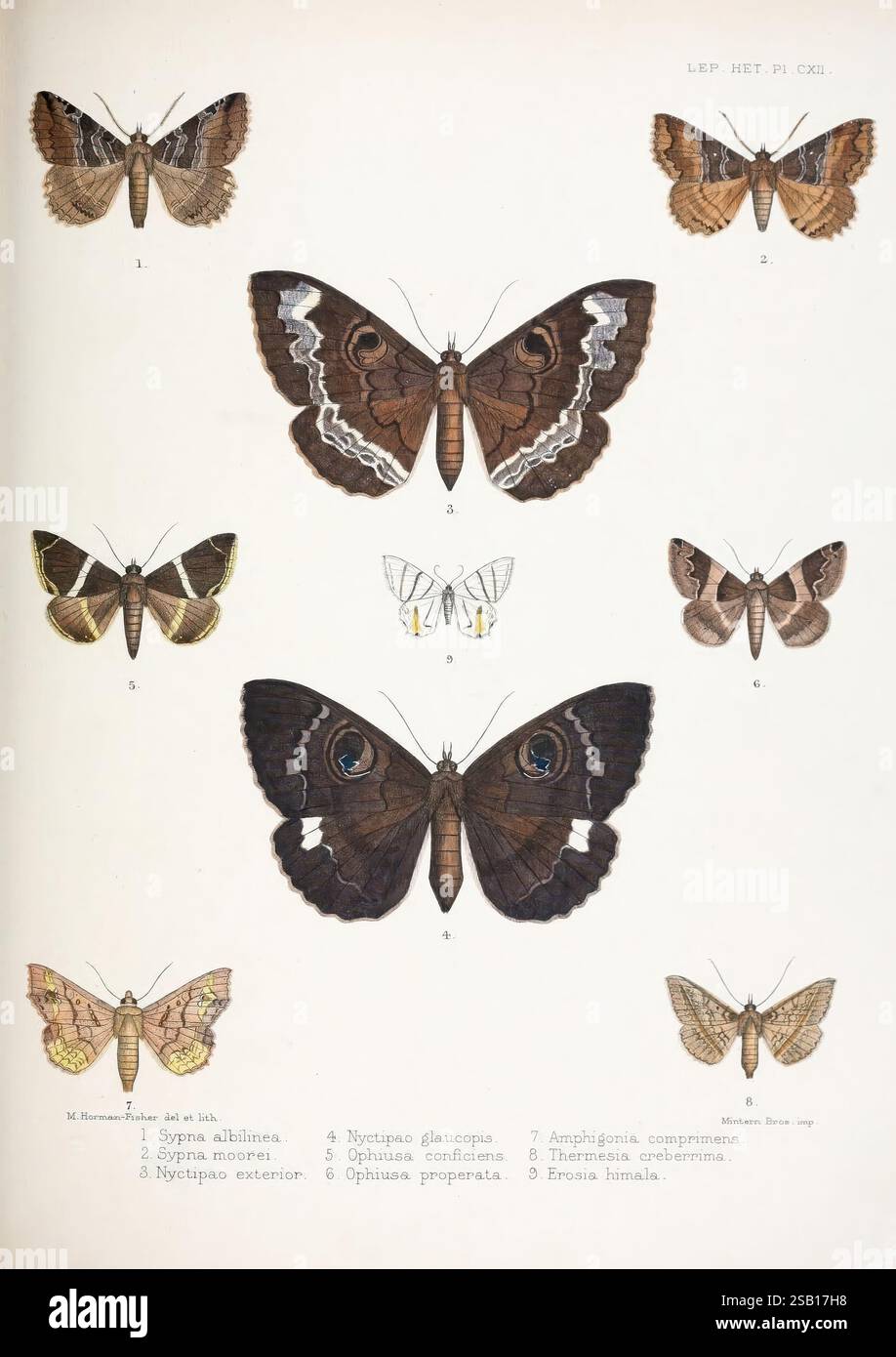 Illustrations, of, typical, specimens, of, Lepidoptera, Heterocera, in ...
