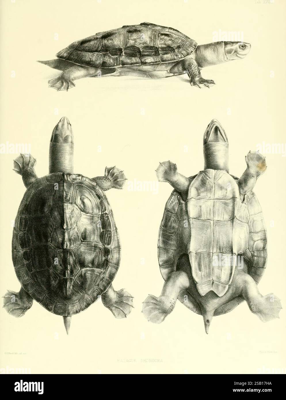 Turtles physical features hi-res stock photography and images - Alamy