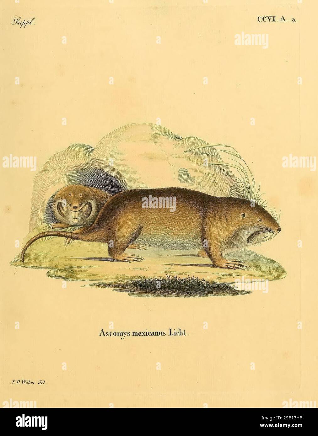 Mexican spiny rat hi-res stock photography and images - Alamy