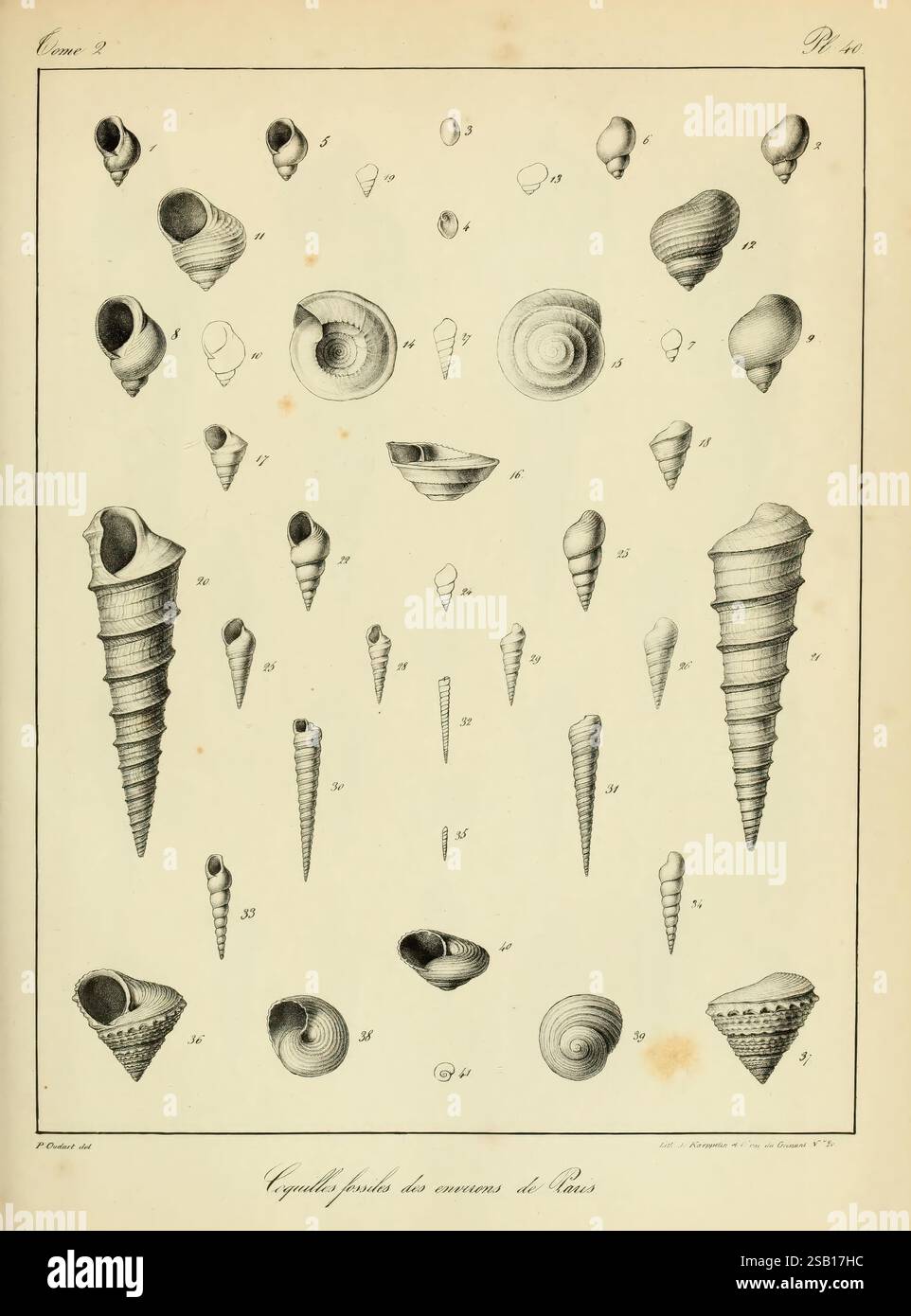 Classification of different types of bivalves hi-res stock photography ...