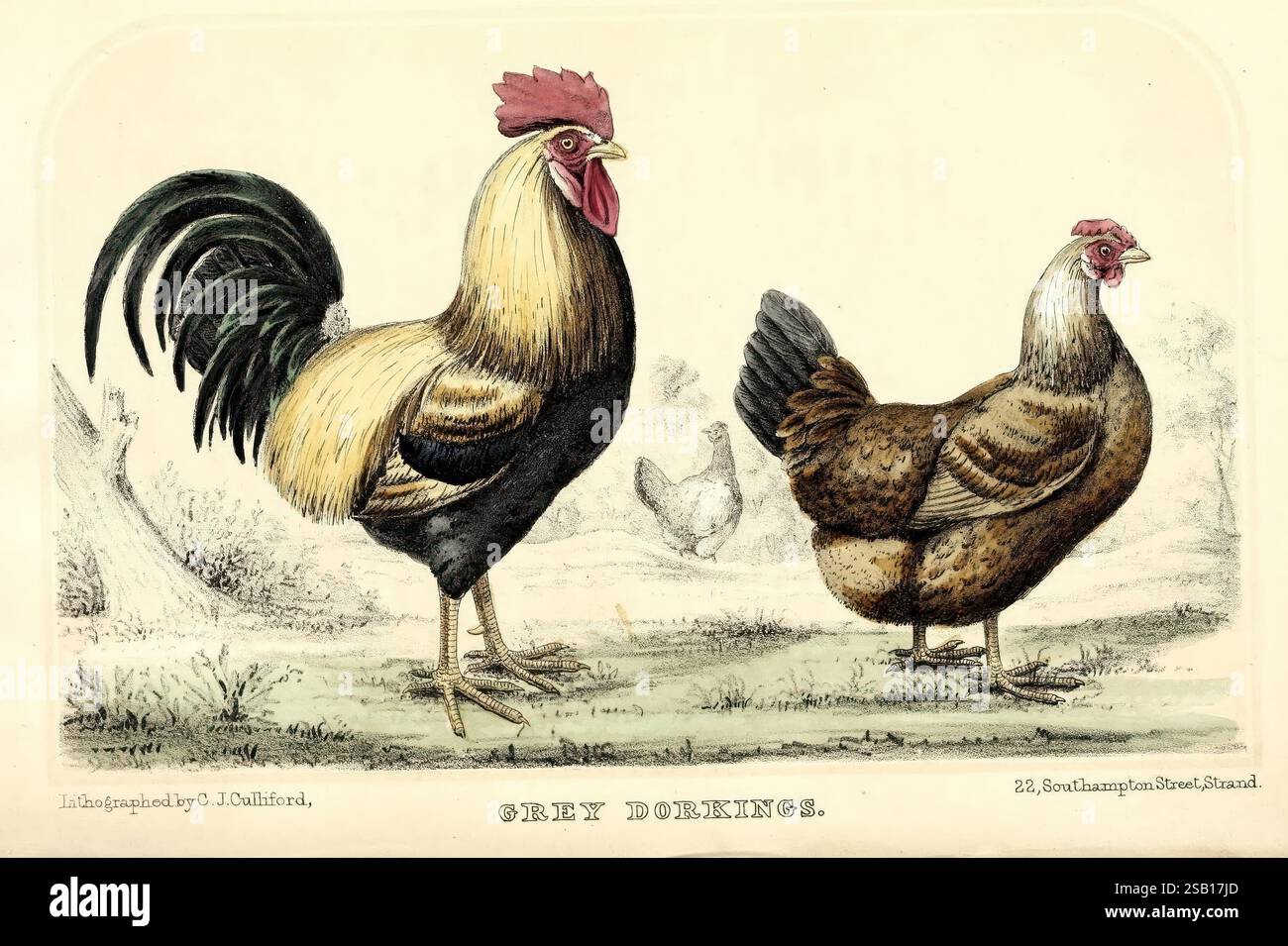 Rooster more chickens on farm hi-res stock photography and images - Alamy