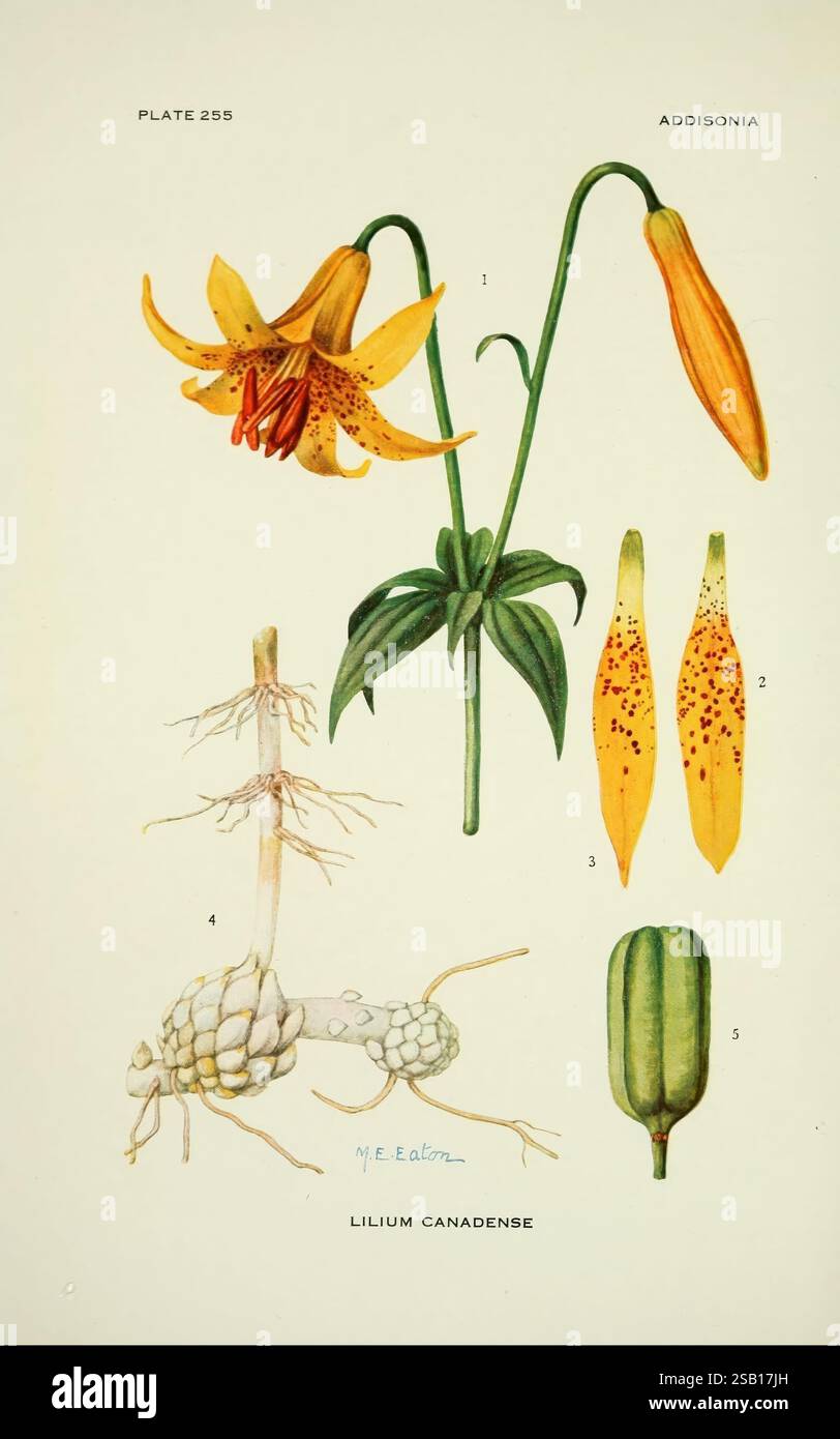 Key botanical components hi-res stock photography and images - Alamy