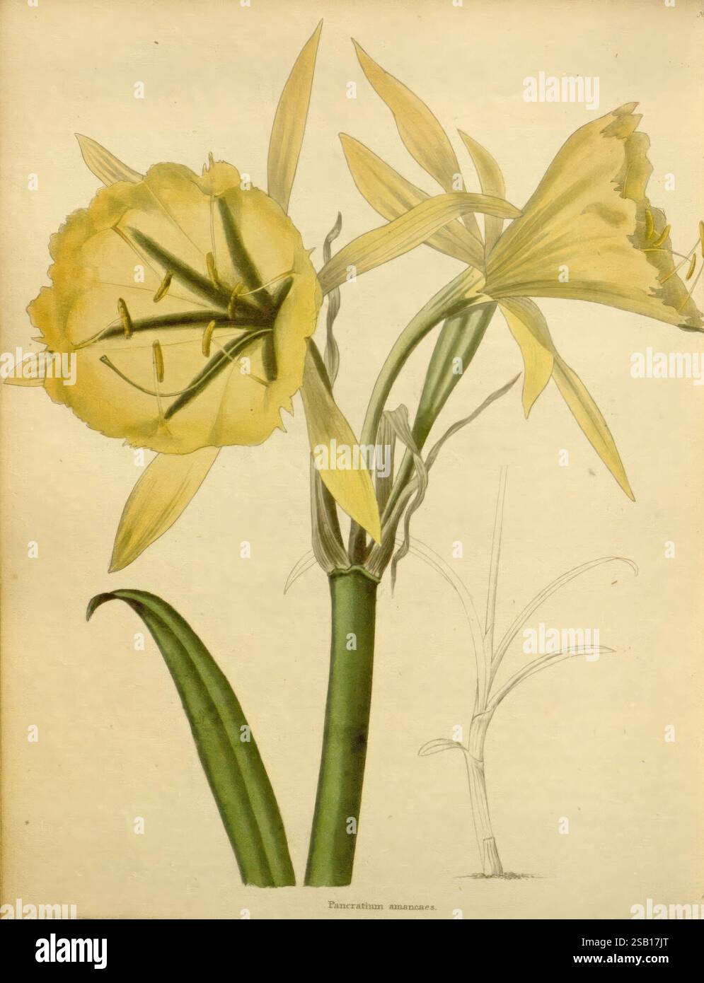 The, botanical, cabinet, London, John, and, Arthur, Arch, 1817-1833, An ...