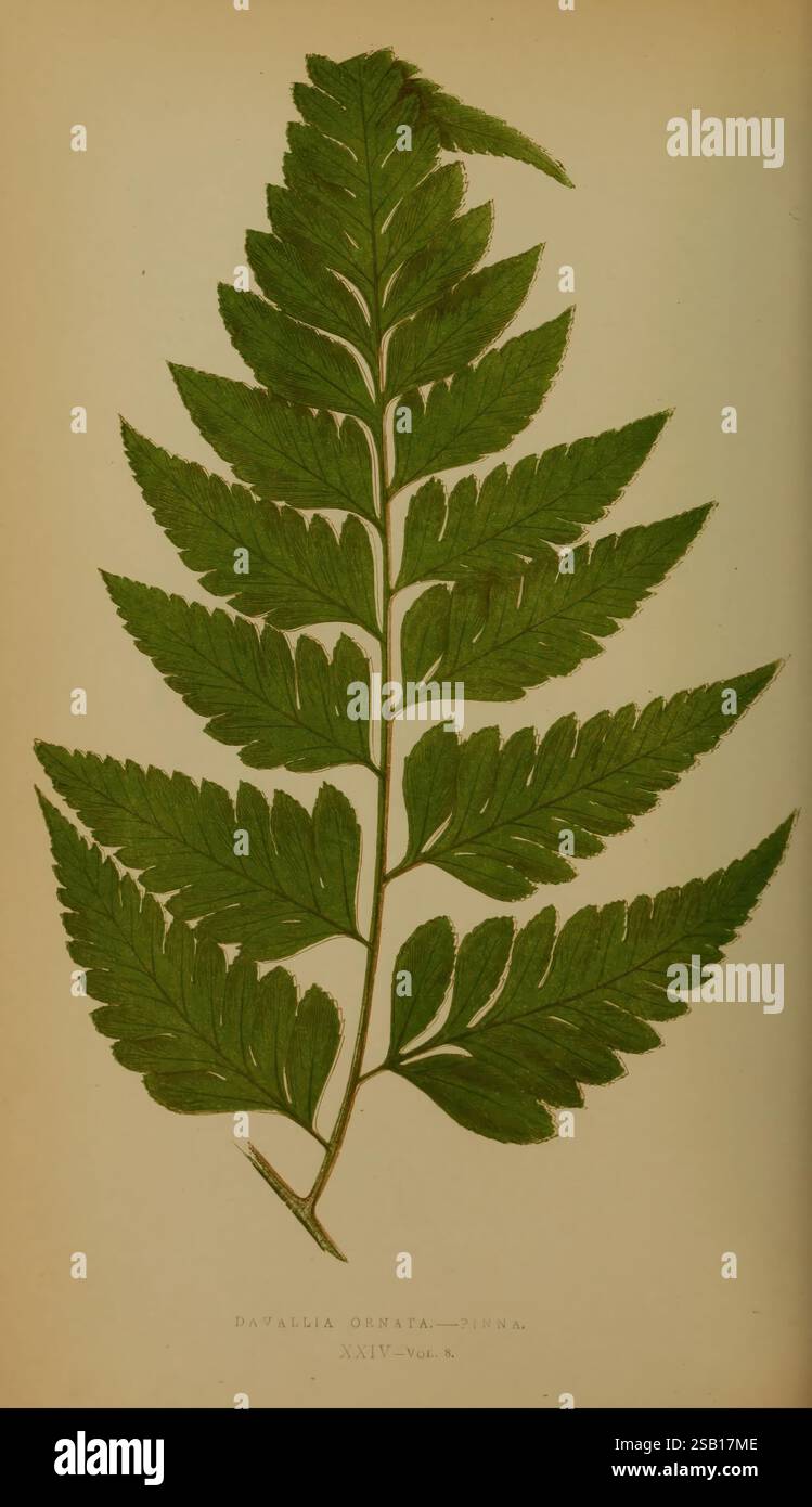 Visible venation adding hi-res stock photography and images - Alamy