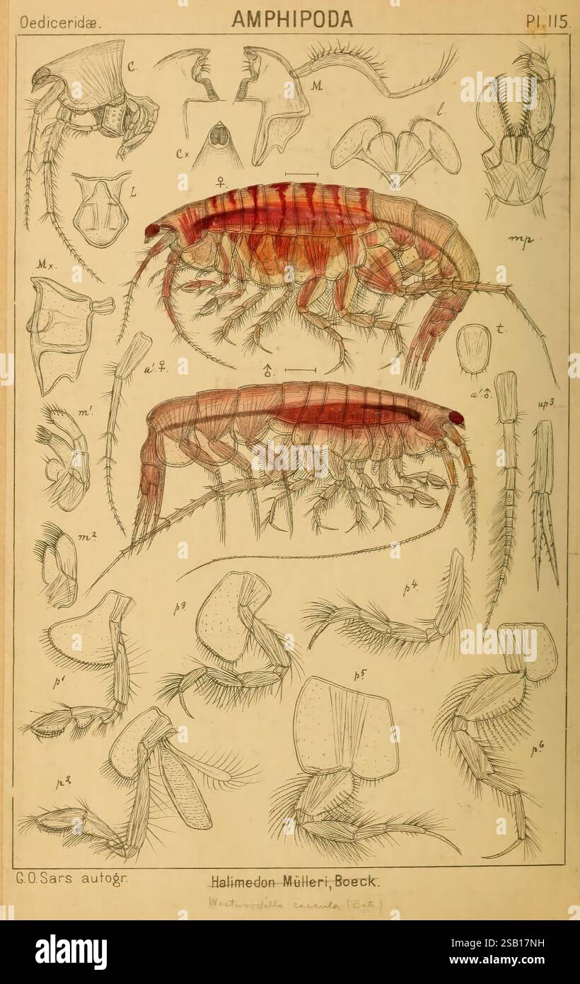 An Account of the Crustacea of Norway Christiania, A. Cammermeyer, 1895 ...