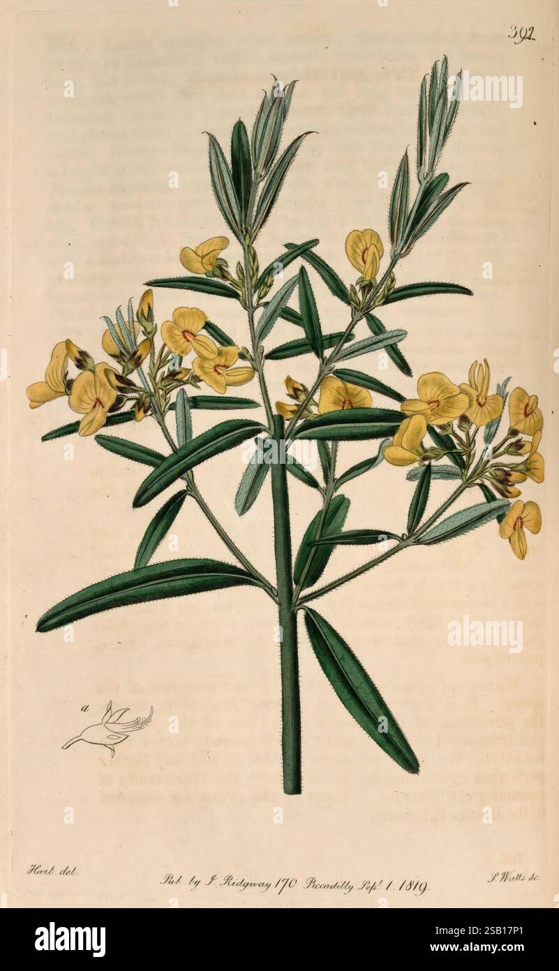 The, Botanical, Register, London, Printed, for James, Ridgway, 1815 ...