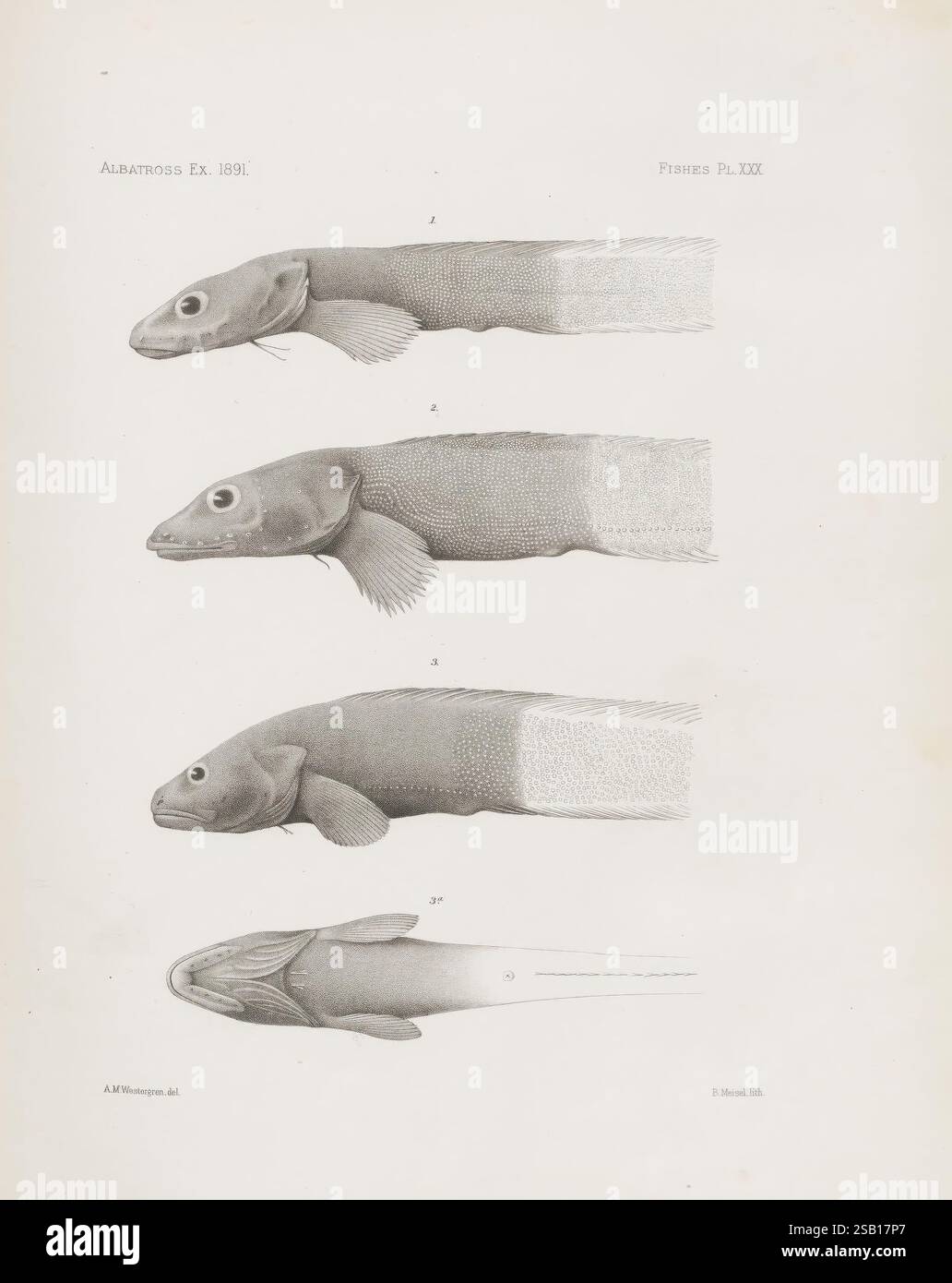 Featuring anatomical characteristics hi-res stock photography and ...