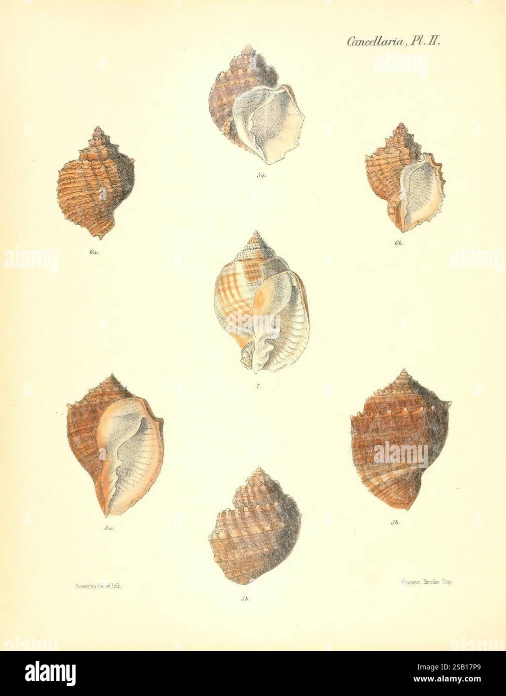 Eight distinct specimens hi-res stock photography and images - Alamy