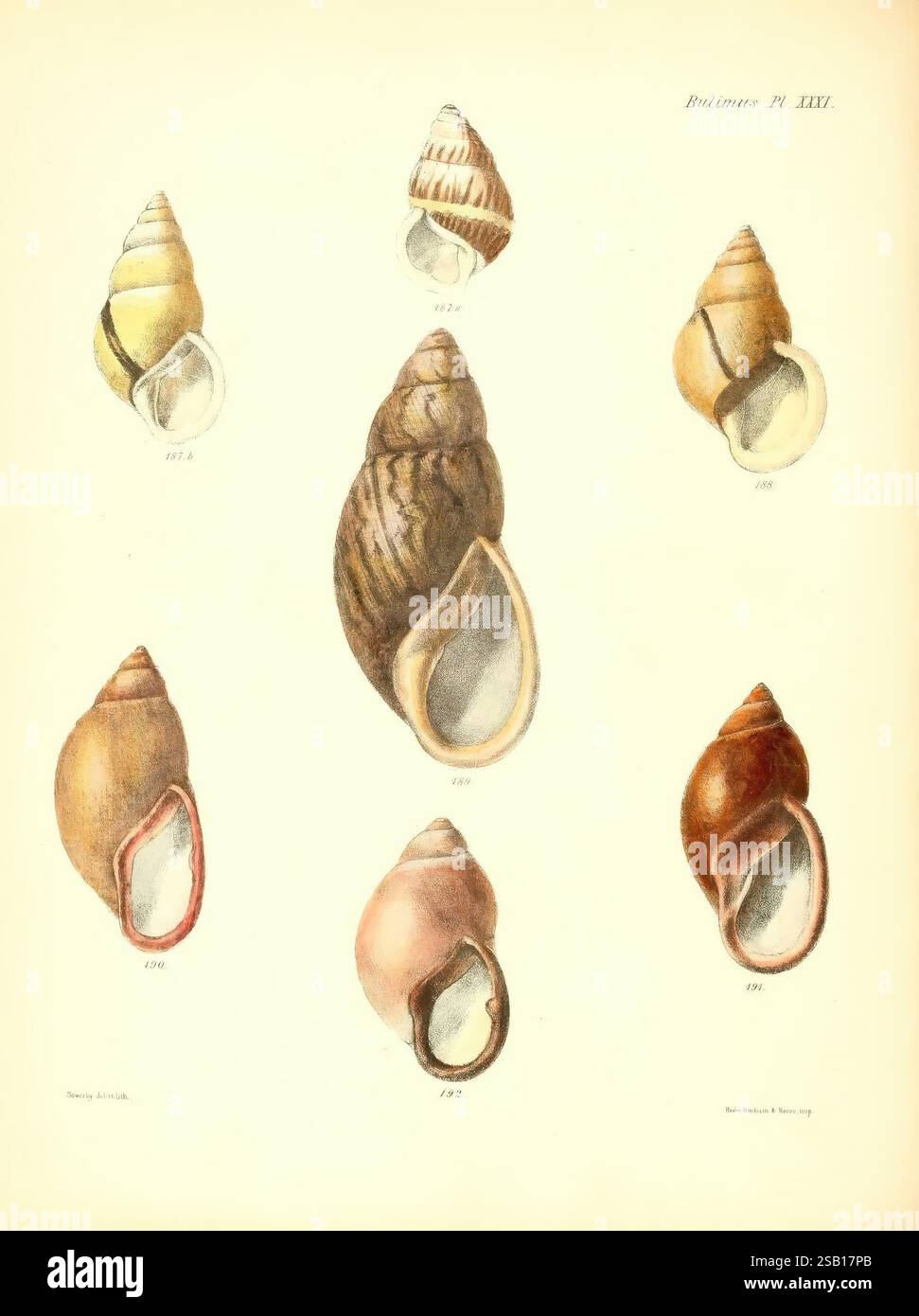 Conchologia Iconica, or Illustrations of the Shells of Molluscous ...