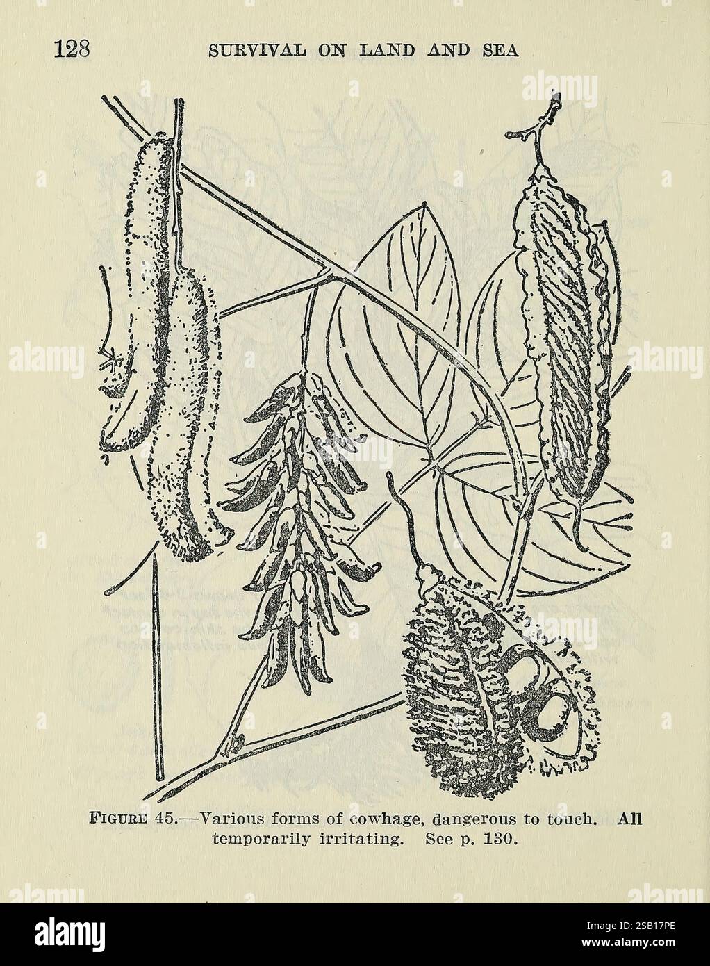 Understanding plant survival mechanisms hi-res stock photography and ...