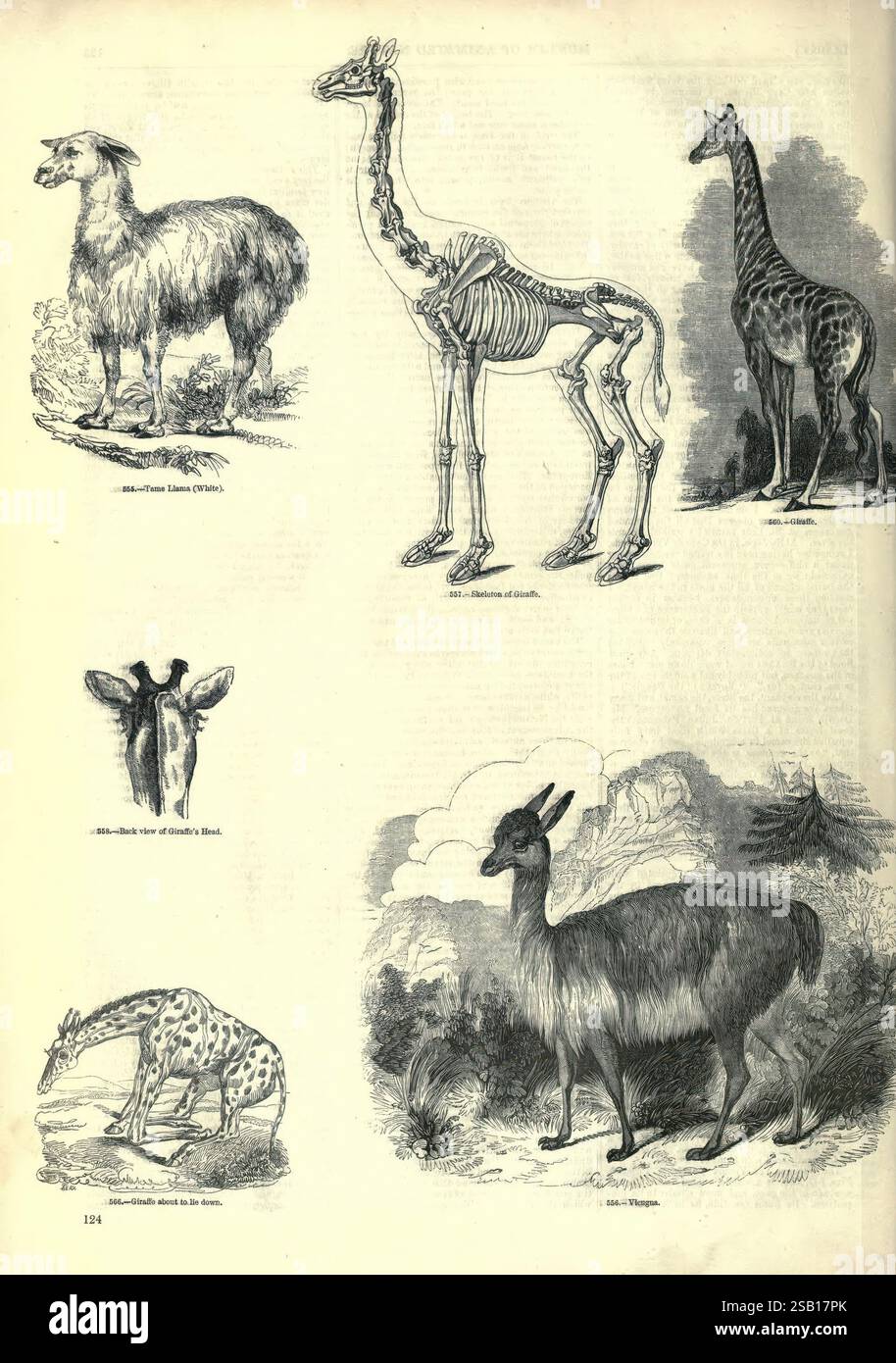 Detailed anatomical portrayals hi-res stock photography and images - Alamy