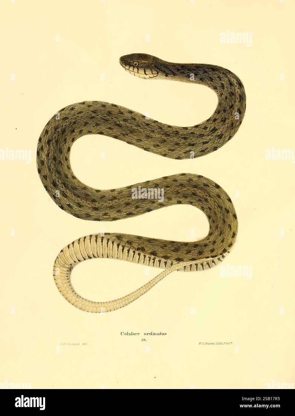North American herpetology Philadelphia J. Dobson 1836-1840 amphibians ...