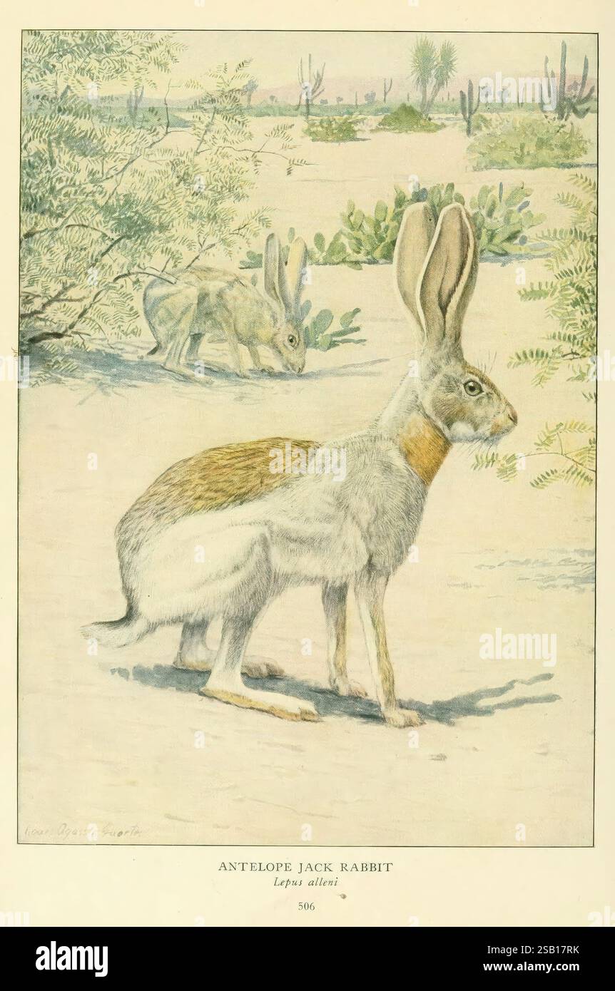 Wild animals of North America Washington, D.C. mammals North America ...