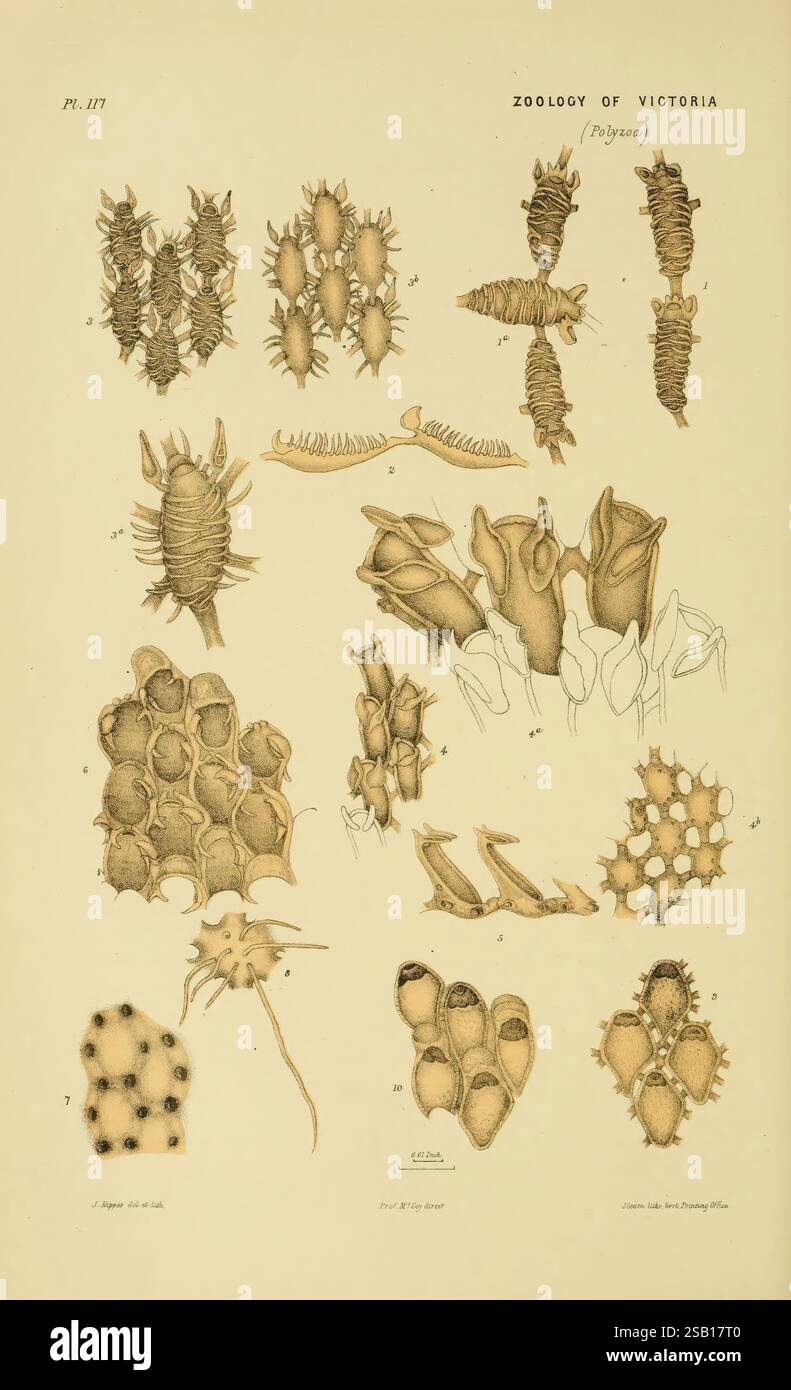 Beania radicifera hi-res stock photography and images - Alamy