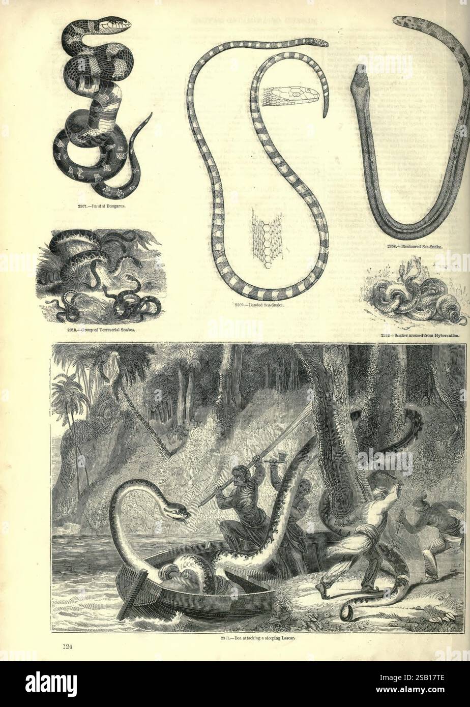 The pictorial museum of animated nature, London, C. Cox, [1844 ...