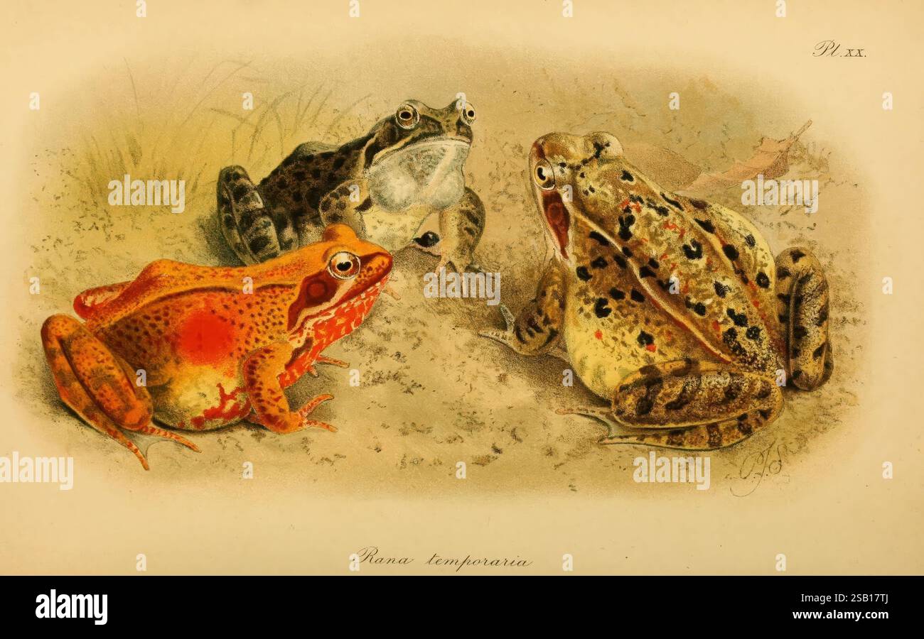 The Tailless Batrachians of Europe London, 1897-98 Amphibians, Europe ...