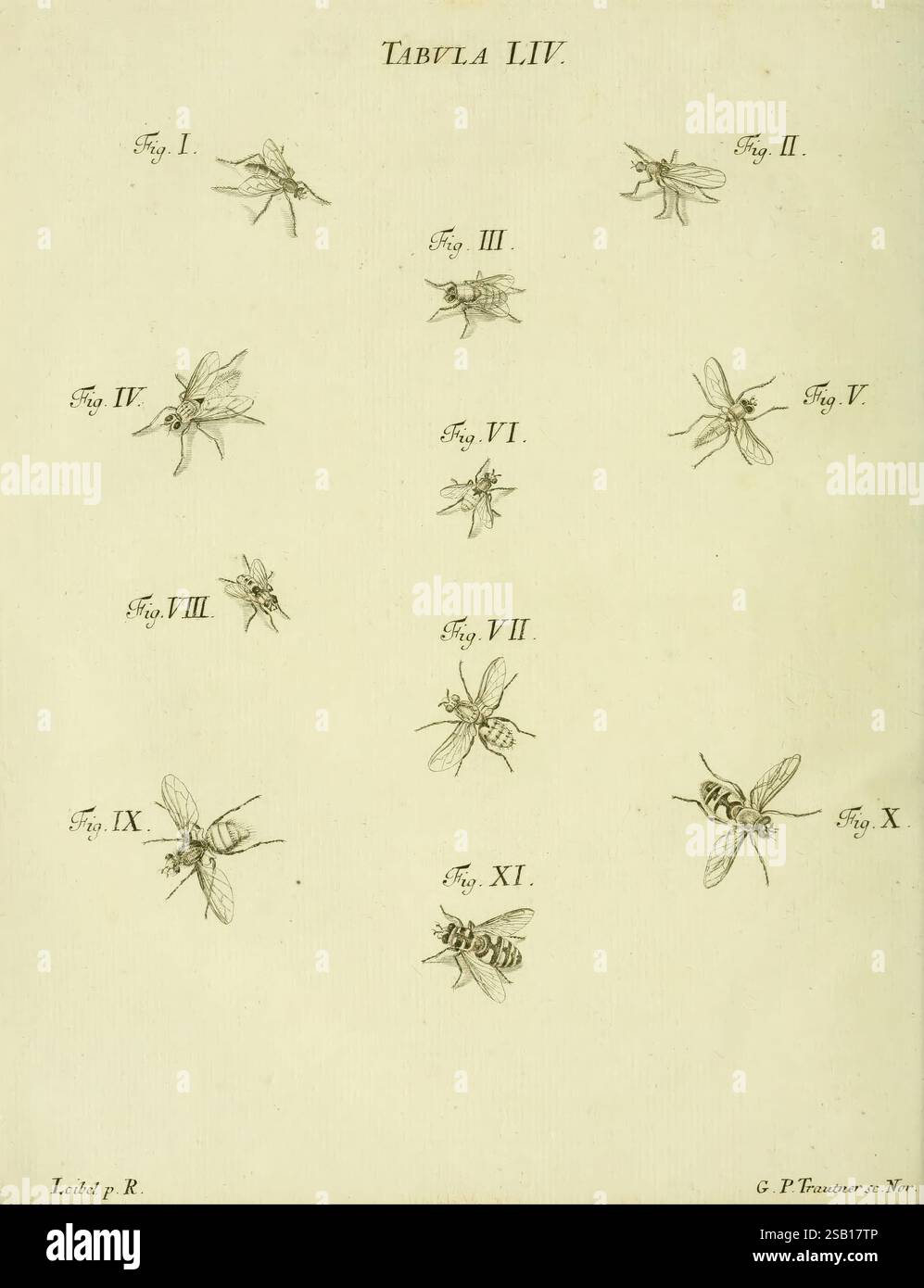 Detailed insect drawings hi-res stock photography and images - Alamy