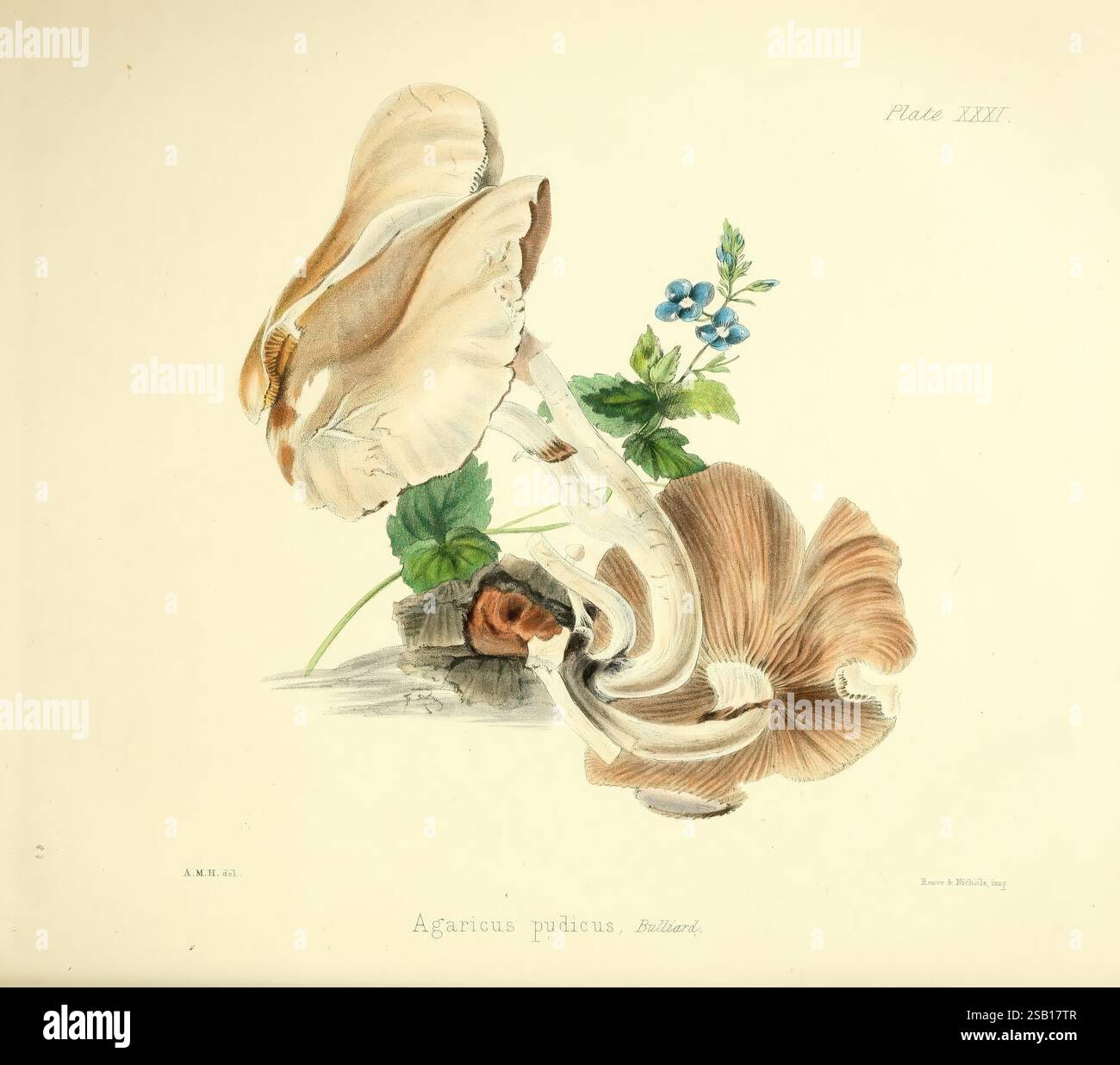 Illustrations of British mycology, London, Reeve, Benham and Reeve ...