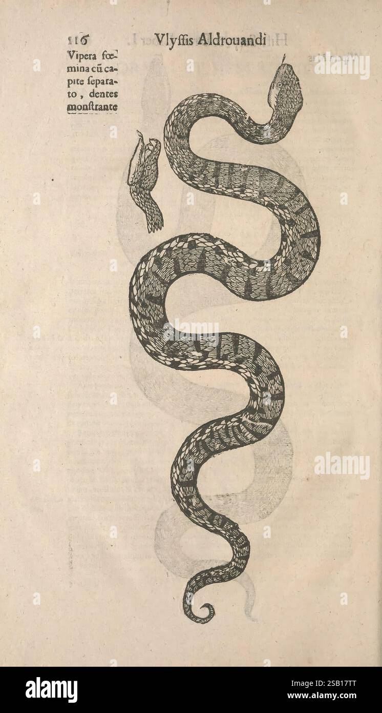 Ulyssis Aldrovandi, Bononiæ, apud C. Ferronium, 1640, dragons, snakes ...