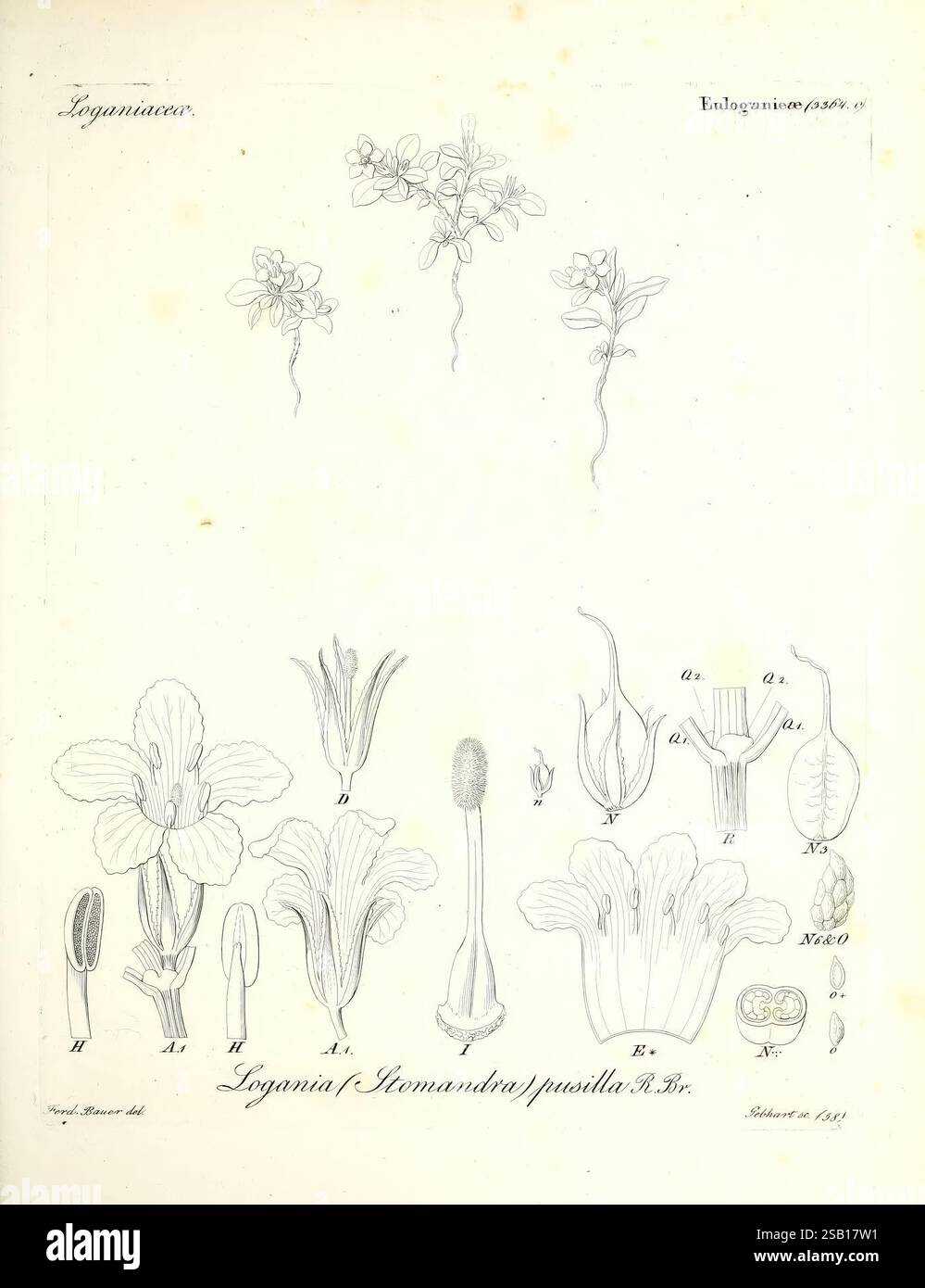 Logania pusilla hi-res stock photography and images - Alamy