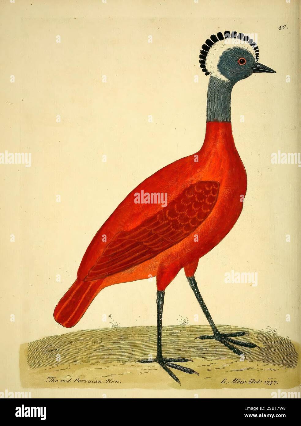 Red peruvian hen hi-res stock photography and images - Alamy