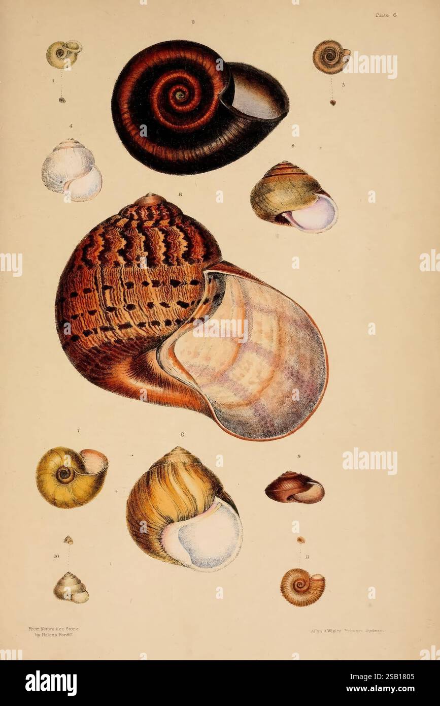 A monograph of Australian land shells, Sydney, W. Maddock, 1868 ...